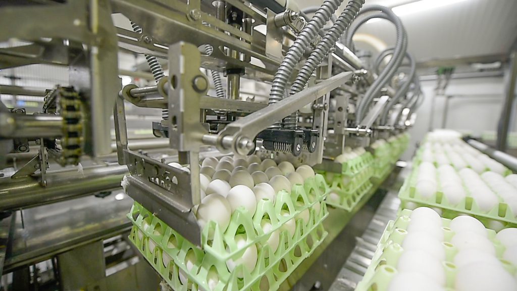 Egg packing station – Egga Food